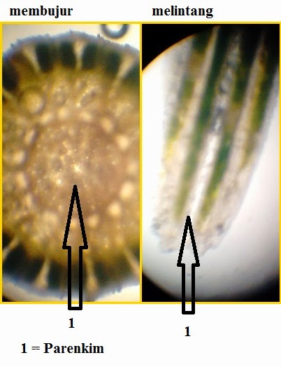 ANATOMI TUMBUHAN. : Anatomi Tumbuhan