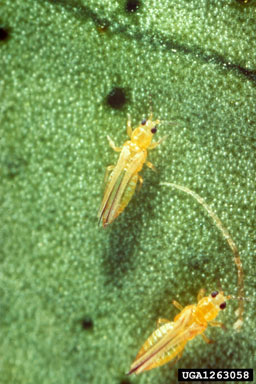 Variety of Life: Scirtothrips