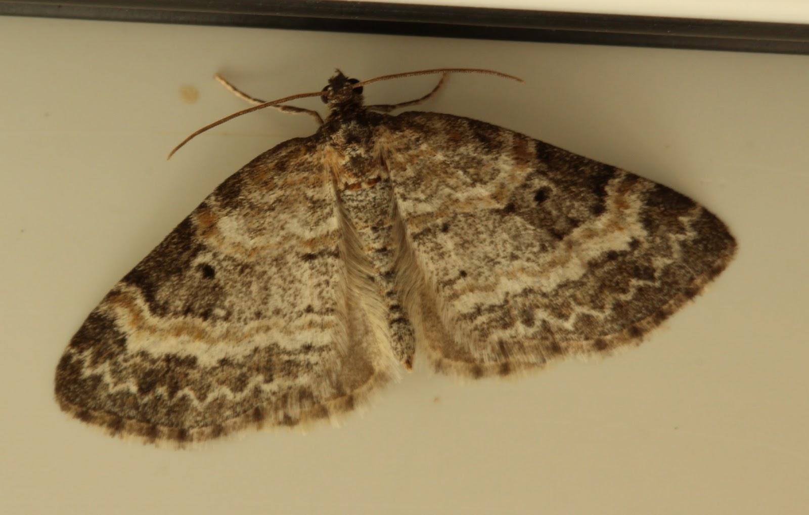 Ceredigion Moths: Small seraphim & Four-dotted footman