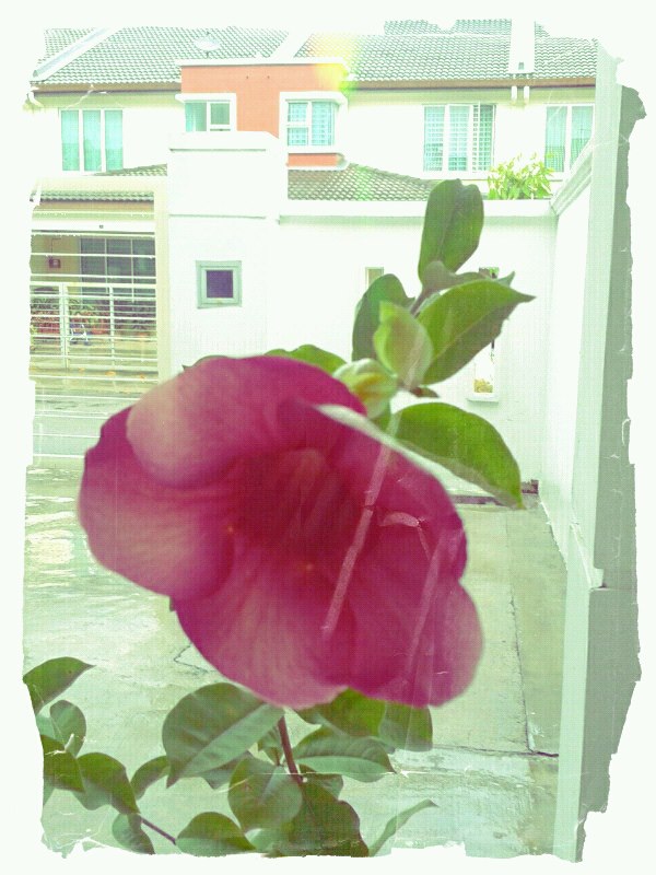 under cherry tree: bunga loceng