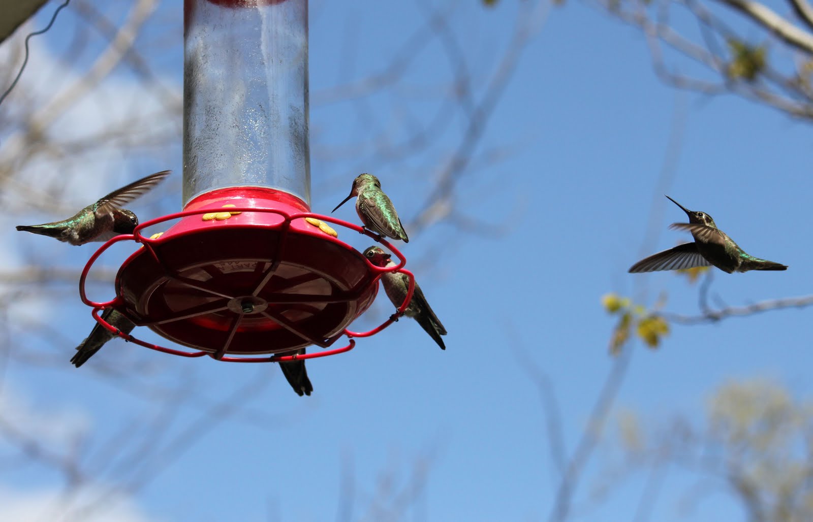 The Backyard Birder: Hummingbirds flock to feeders during high winds