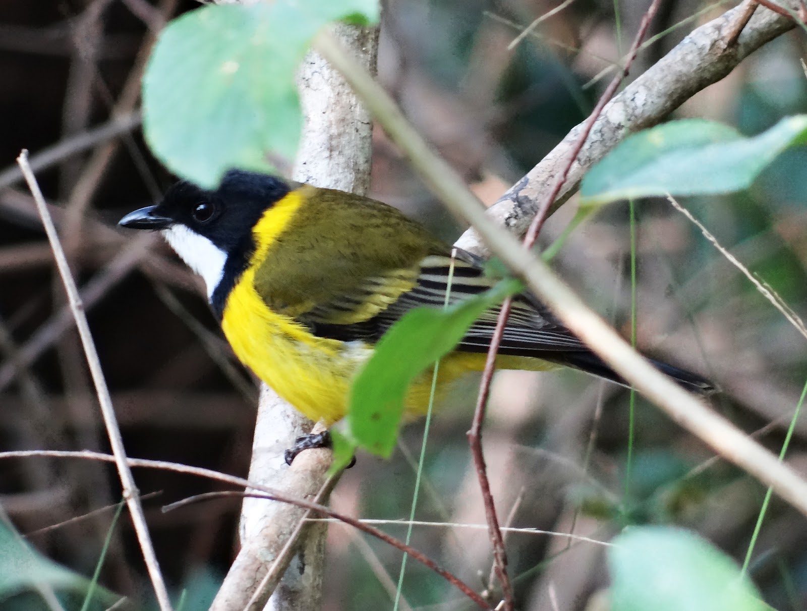 sunshinecoastbirds: Identification of male Golden Whistler and Mangrove ...
