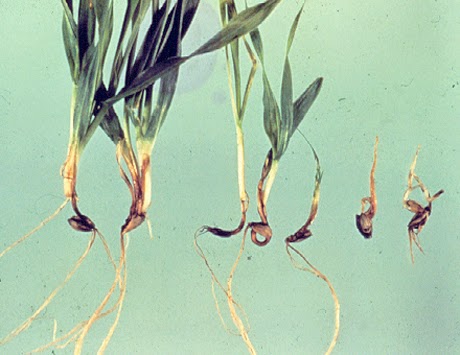 Zaštita bilja u ratarstvu: Bolesti pšenice/strnih žita