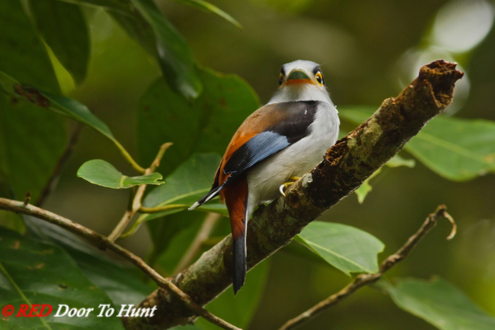 RED Door To Hunt: Rekod Bersarang Burung Takau Dada perak~Serilophus ...