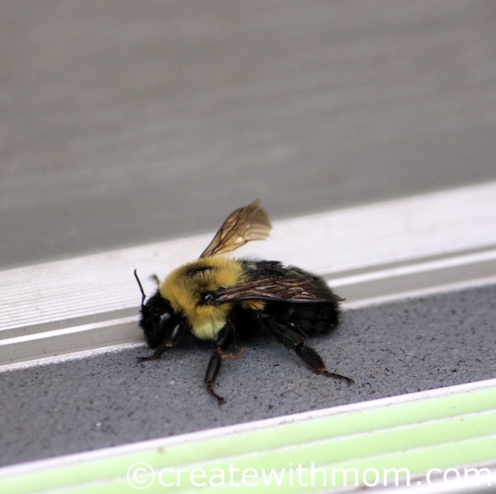 Create With Mom: It Is Officially Spring, Time To Spot Bugs and Butterflies