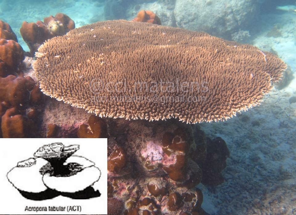 Pamacca: Bentuk Pertumbuhan Karang