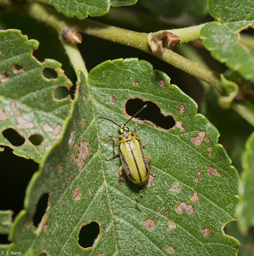 Pequeños mundos: Coleópteros