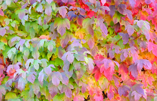 SpringLeaf Studios: November 2016