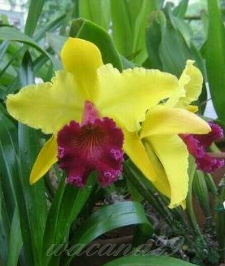 Cara Menanam dan Budidaya Bunga Anggrek - wacana29