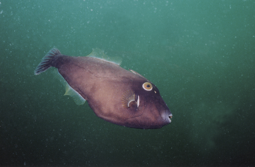 AQUATICHYK: BLACK REEF LEATHERJACKET / Eubalichthys bucephalus
