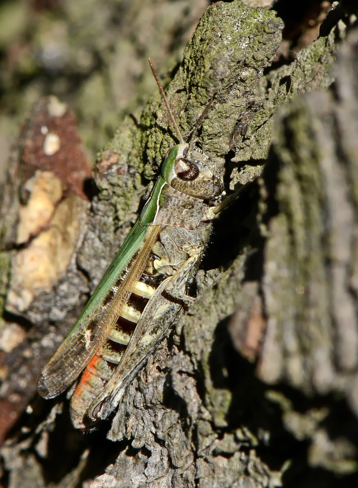 Macrophoto plaisir passion: Le Criquet noir-ébène, Omocestus rufipes