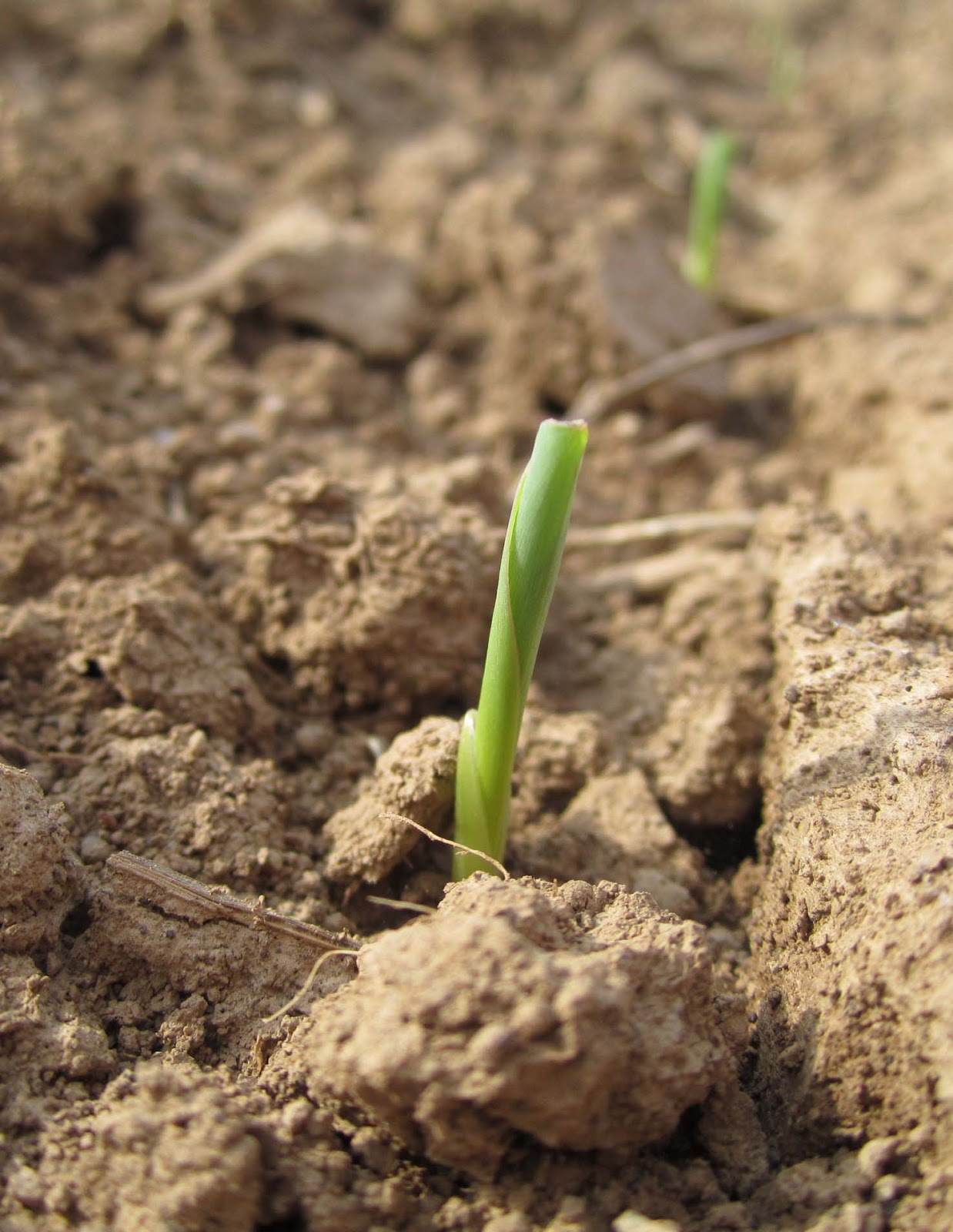 Grain Crops Update: Corn Planting and Fluctuating Temperatures