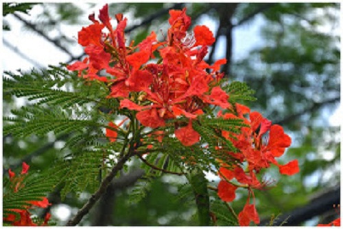 Jual Pohon Flamboyan Merah Murah Delonix Regia | Tukang Tanaman Hias