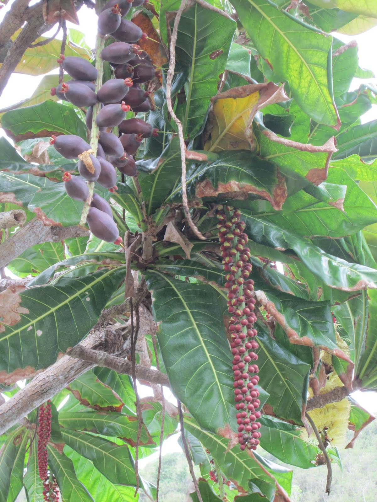 Garden Notes from Hawaii: CUTNUT (Barringtonia procera)