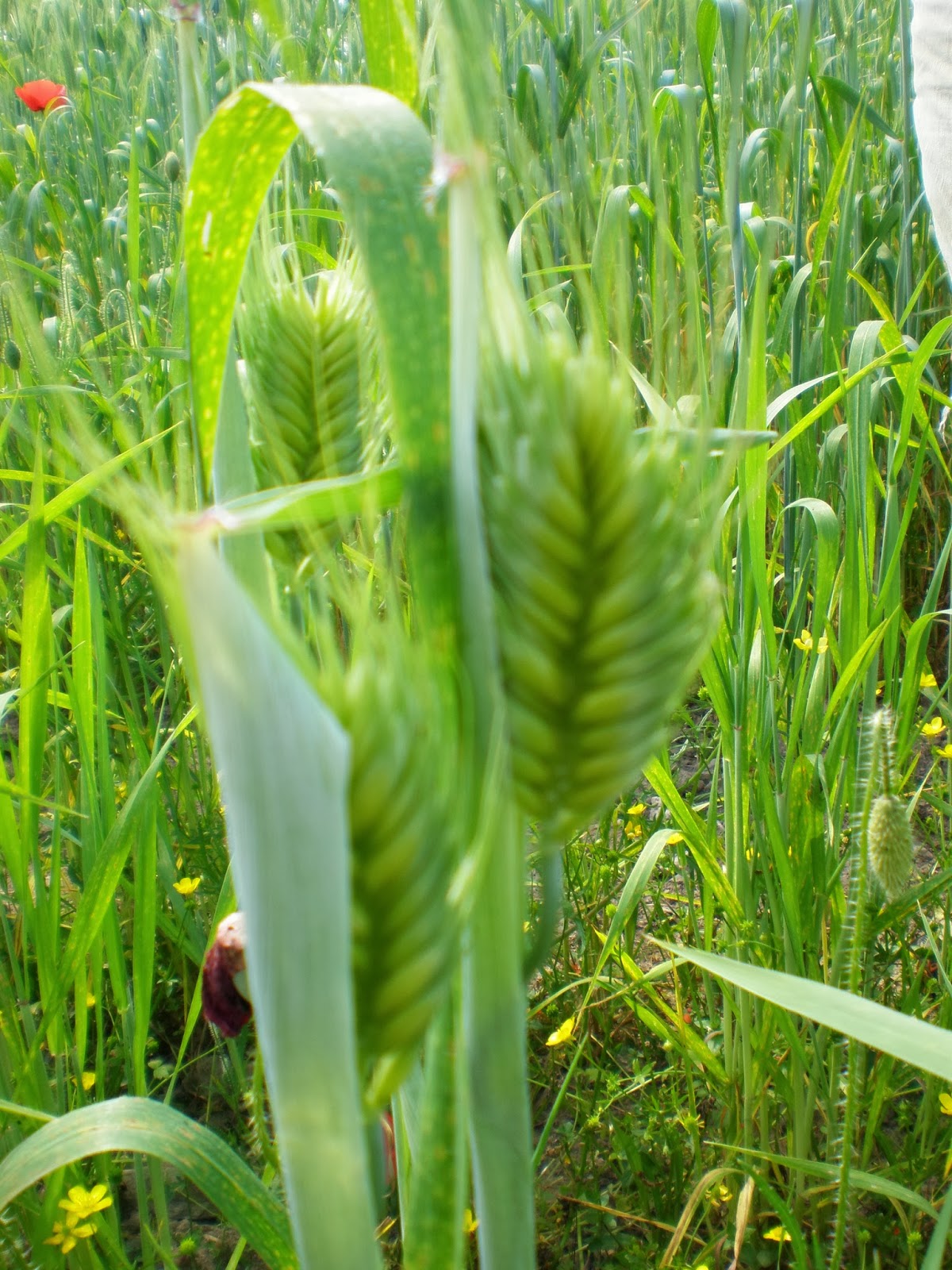 L'Arbre à Pain en Côte d'Or: Origines
