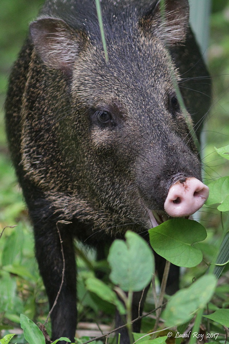 Des oiseaux sur ma route: Pécari à collier / Pecari tajacu bangsi ...