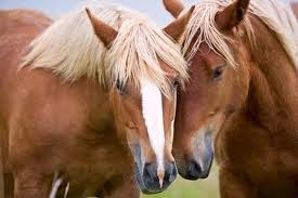 Equine knowledge: Behavior Flash Cards and a Quiz