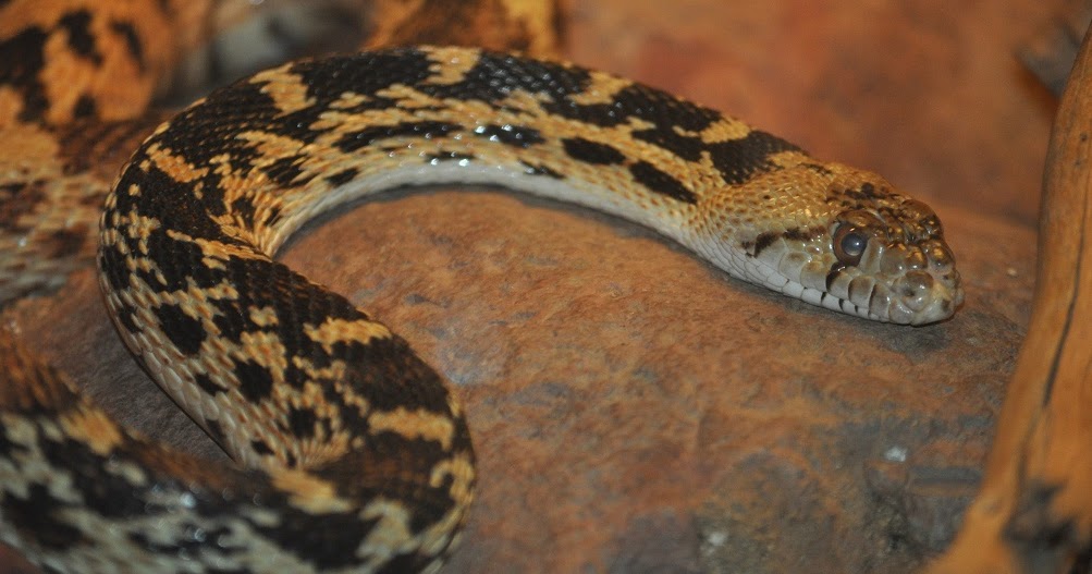 ZOOTOGRAFIANDO (6.100 ANIMALS): SERPIENTE TORO / COMMON PINE SNAKE ...