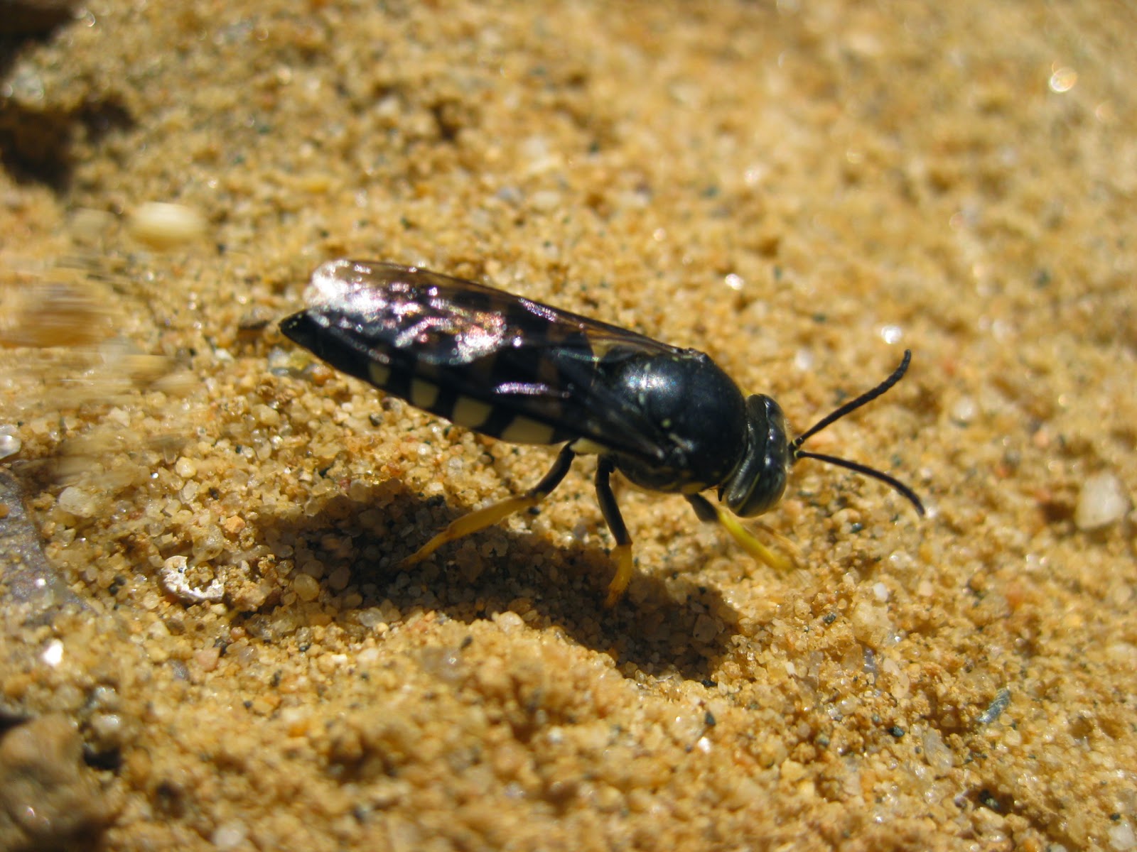 Capital Naturalist by Alonso Abugattas: Sand Digger Wasp Drama in Our ...