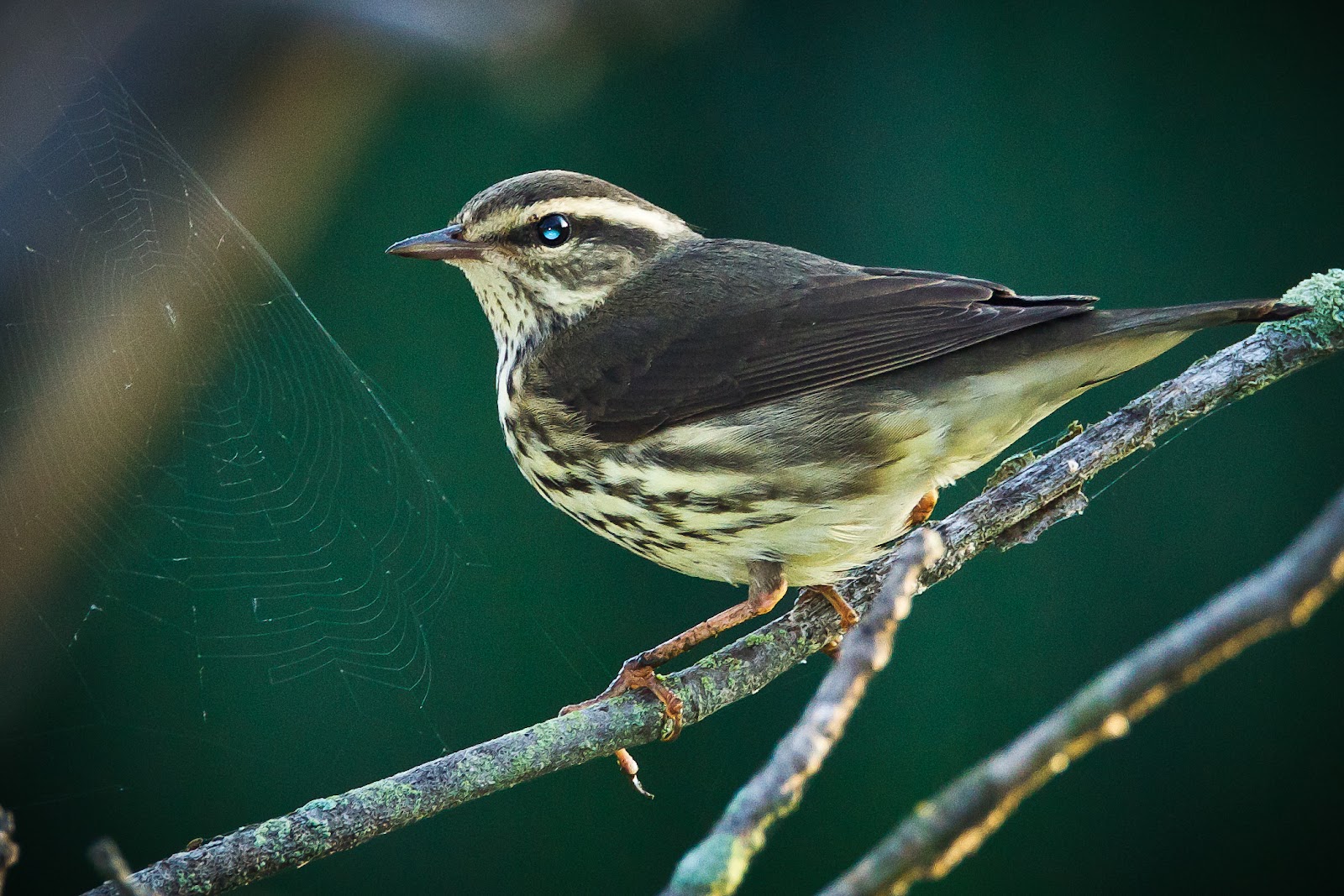 Feather Tailed Stories: Northern Waterthrush