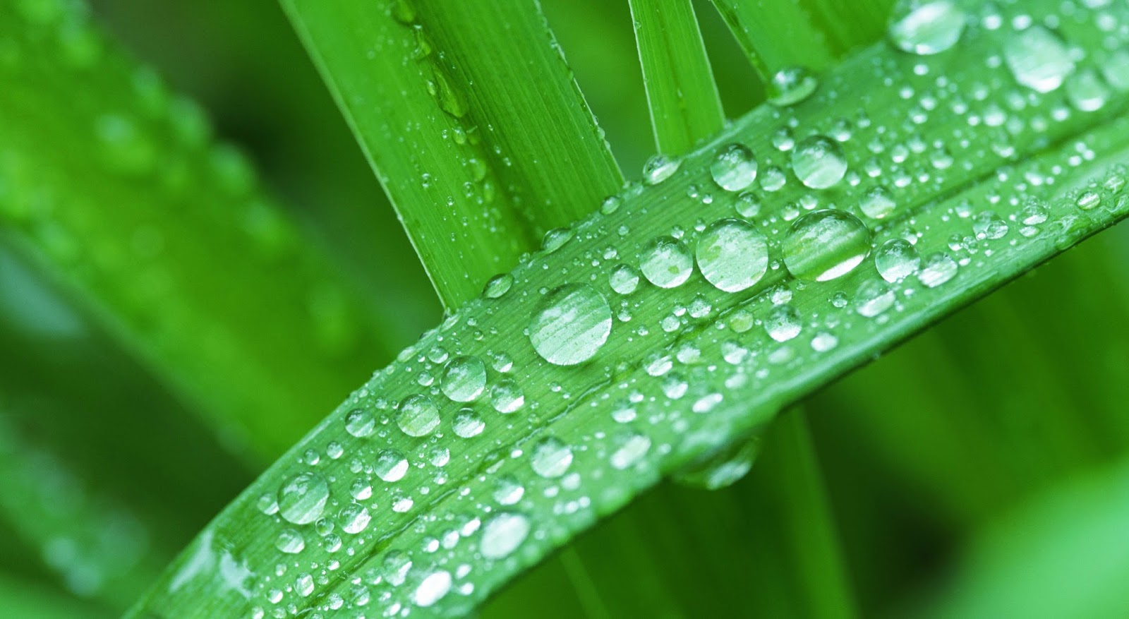 Cahaya Angkasa: Embun Bening dan Rumput