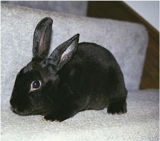 JAFF JOGJA KELINCI: Macam-macam kelinci Hias