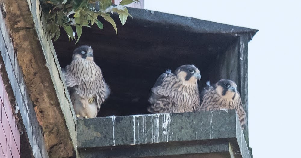 Leigh Ornithological Society: The Manchester Raptor Group – its History ...