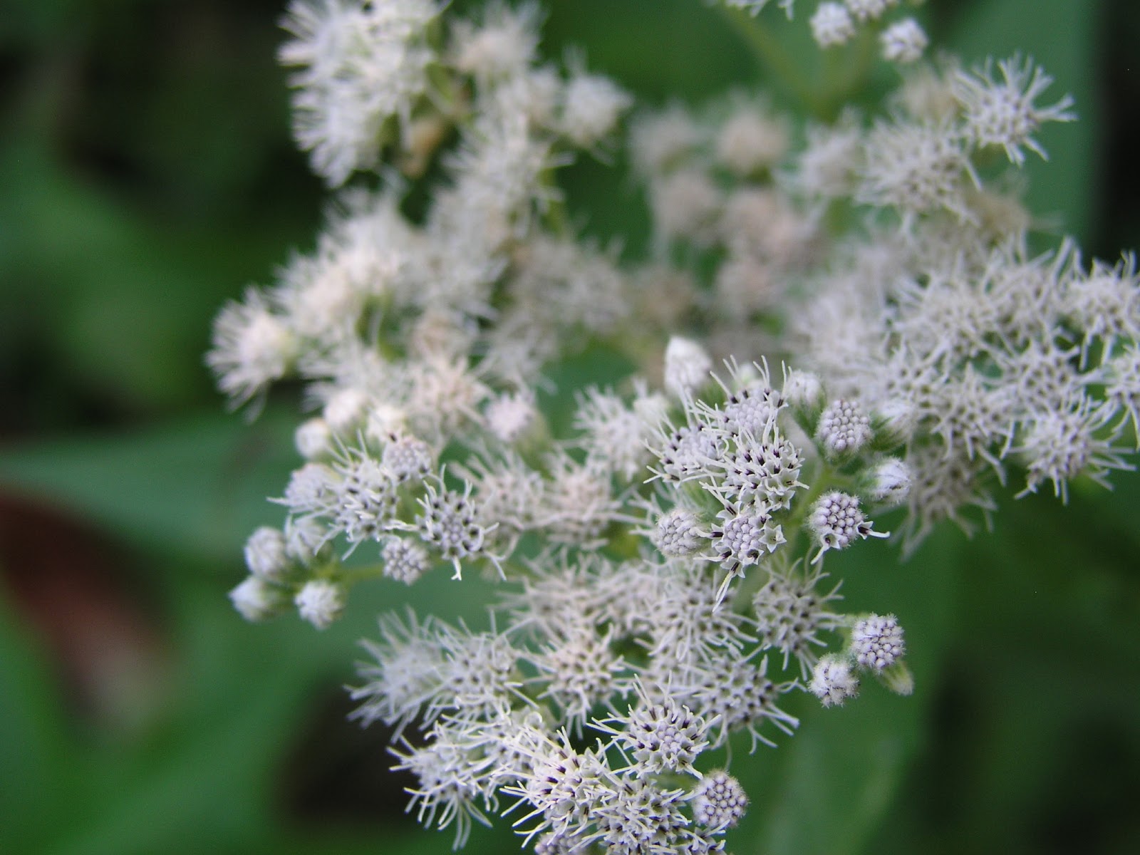 Herbs, Health and History: Lovely "Weeds" ; Boneset