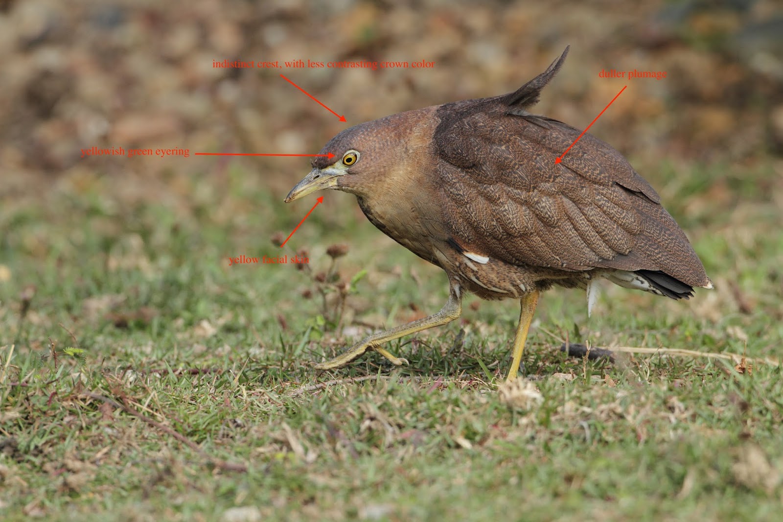 Not just birds: Identifying Japanese Night Heron Gorsachius goisagi