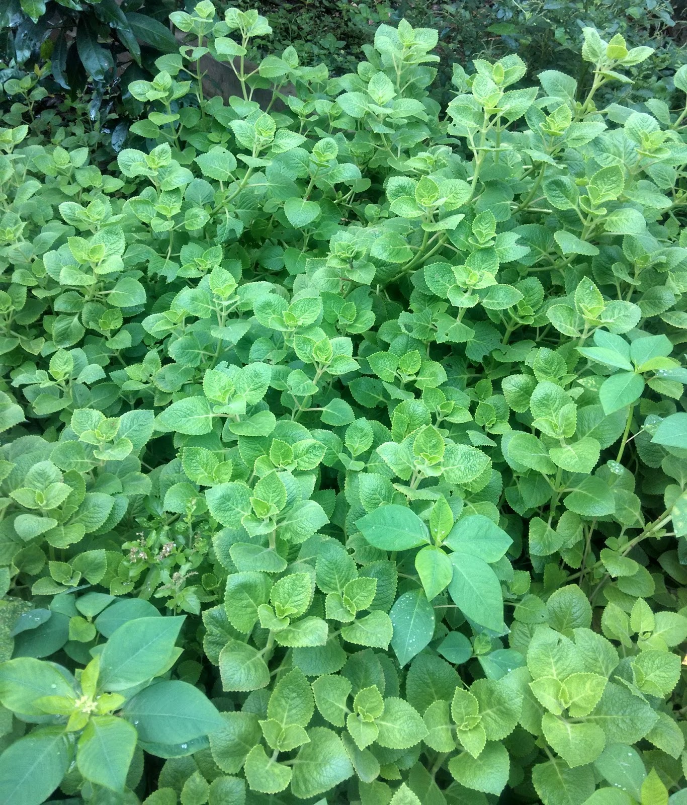 His Holiness Swami Nirmalananda Giri Maharaj : AYURVEDIC MEDICINAL ...