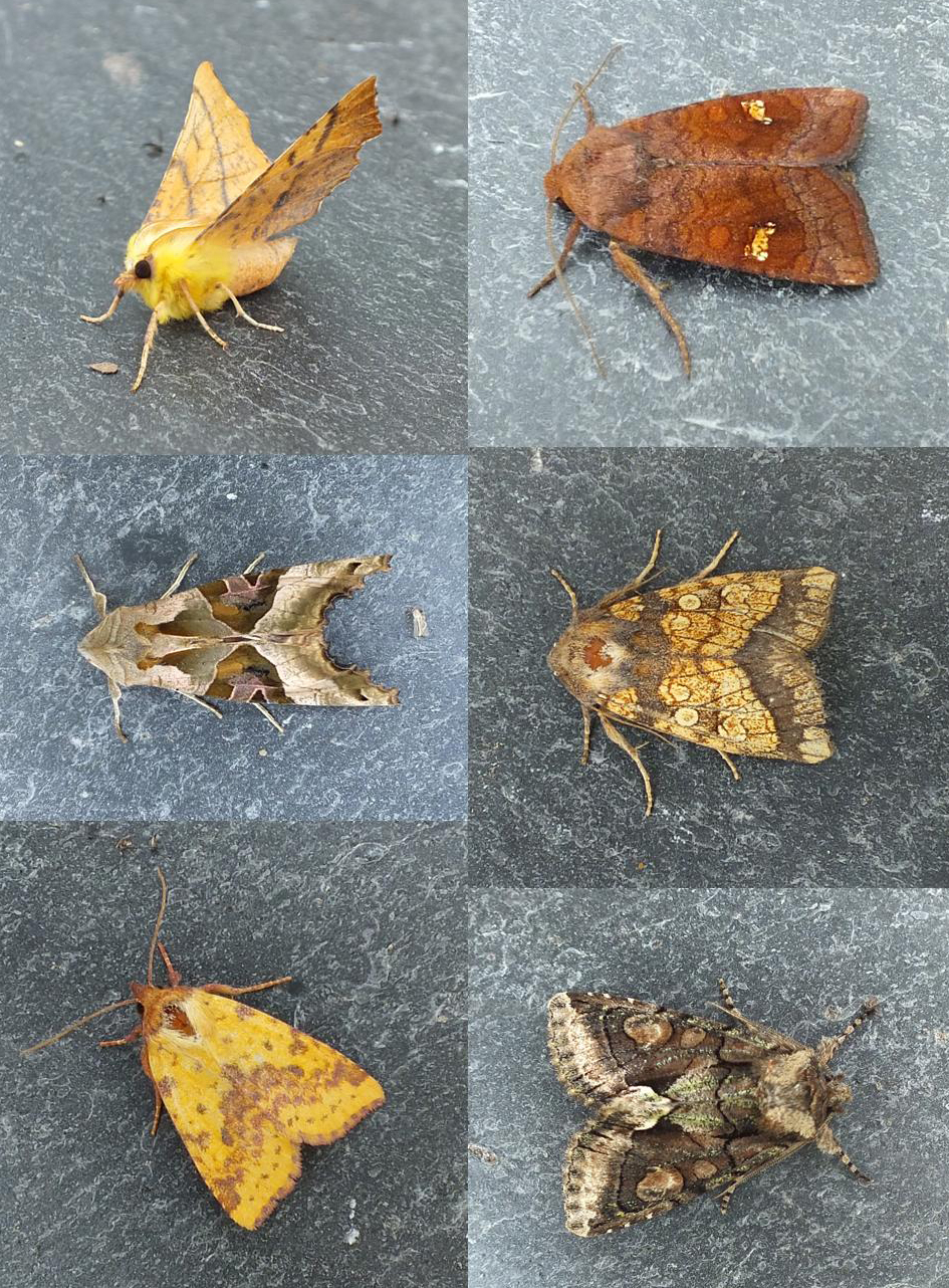 Julia Garner : Autumn-coloured moths.