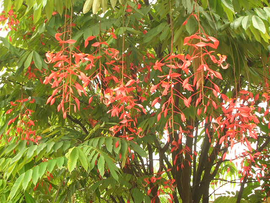 PLANTAS INCRÍVEIS: A RAINHA-DAS-ÁRVORES ( Amherstia nobilis )