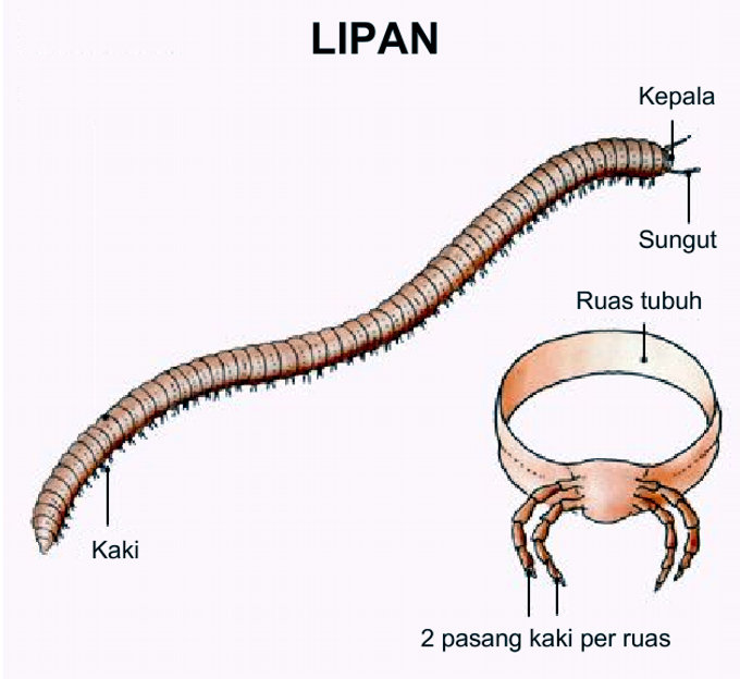 Maz Echo. Site's: ANATOMI TUBUH HEWAN