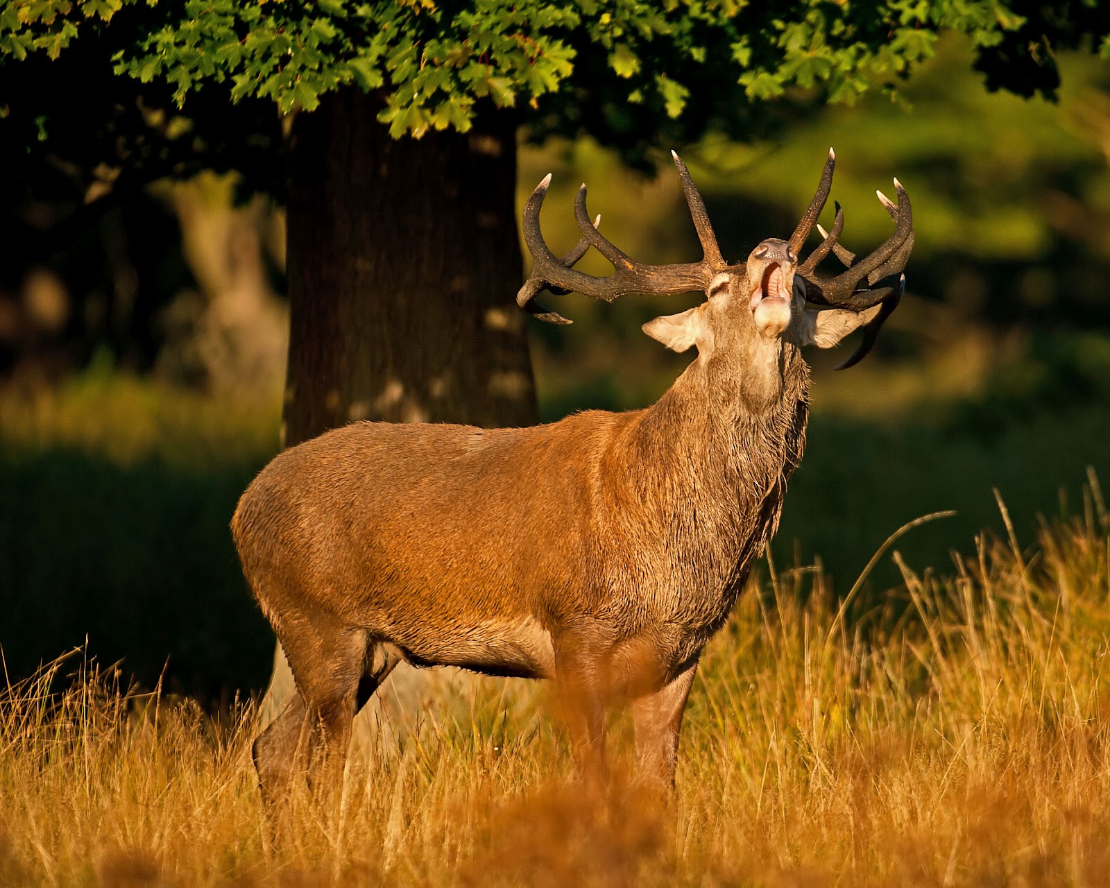 Anthony Miners Wildlife Photos: Red Deer Rut in Richmond Park