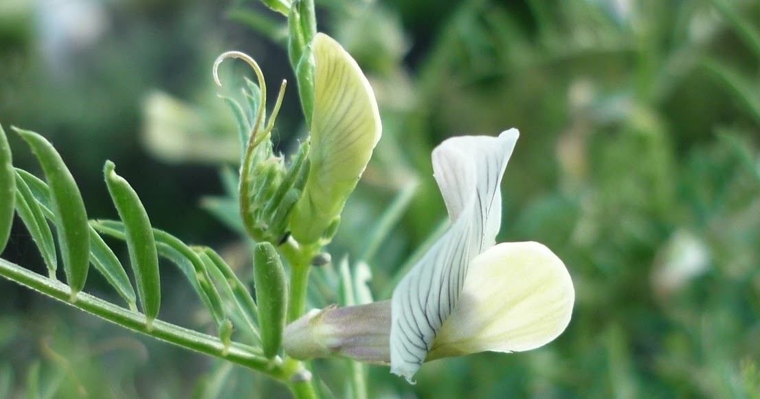 Flores y plantas silvestres: " Vicia lutea ". Arveja amarilla ...