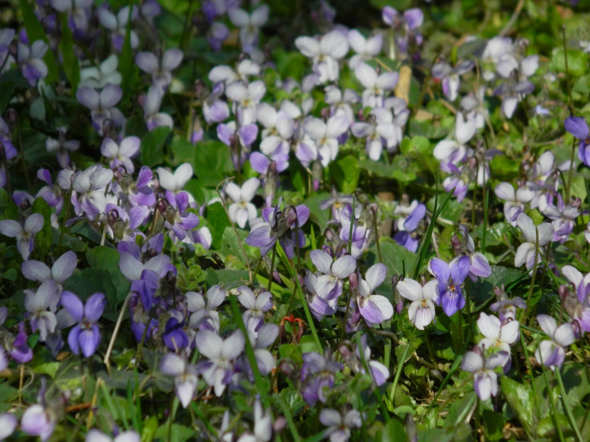 LA MULTI ANI, ROMANIA!: "Invazie" de toporasi
