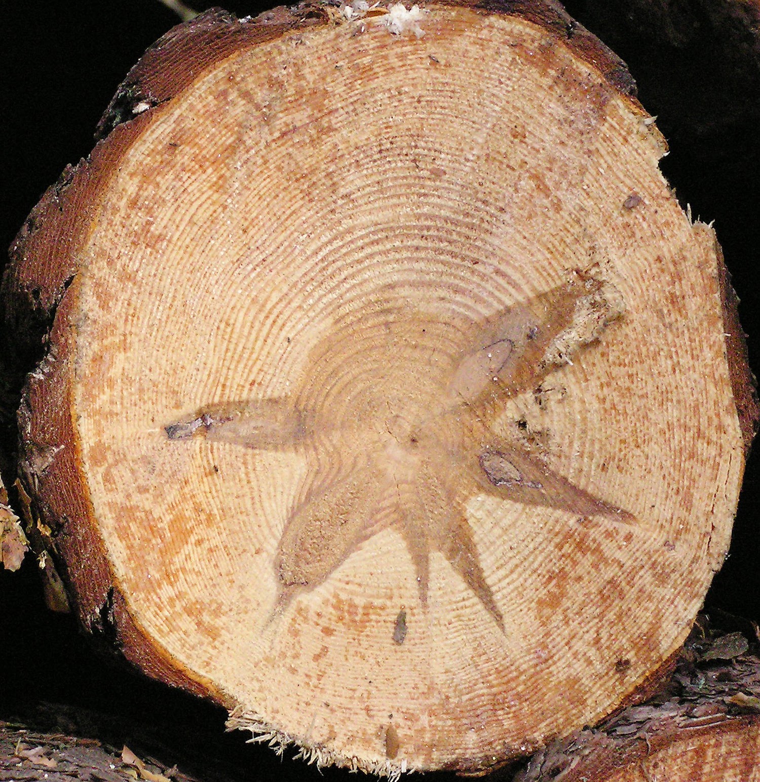 Thư viện 3D: [Mapping] WOOD TEXTURES