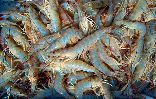 Unfinished Project: Day 361: Shrimping, Finally