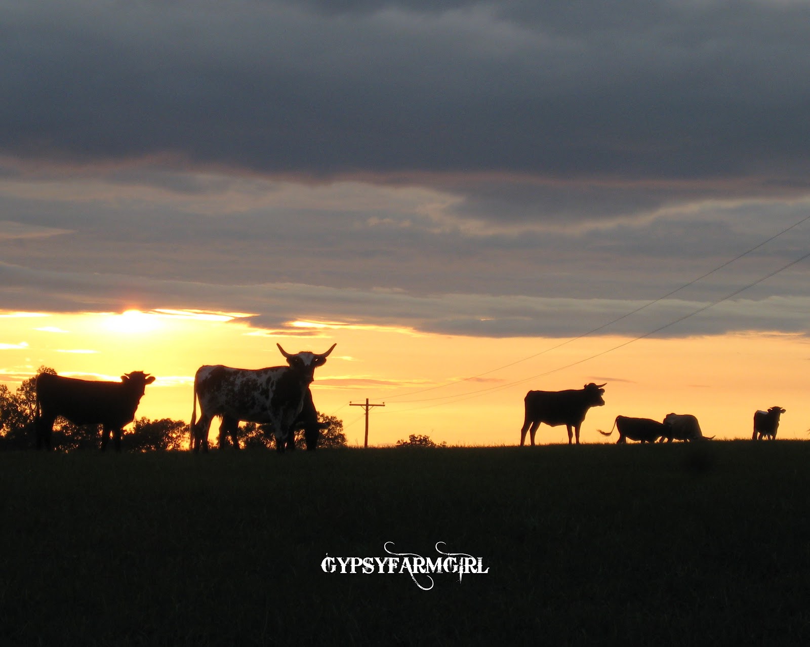 GypsyFarmGirl: A Texas Longhorn Sunset