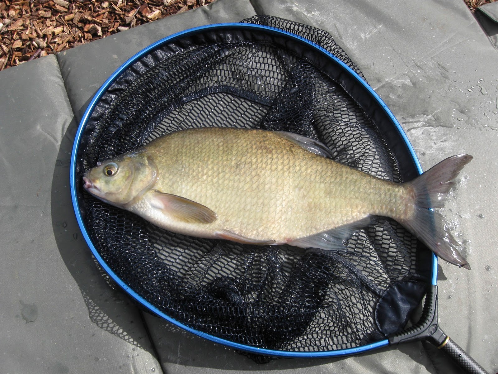 How to drown maggots : What do you want in your sandwiches?