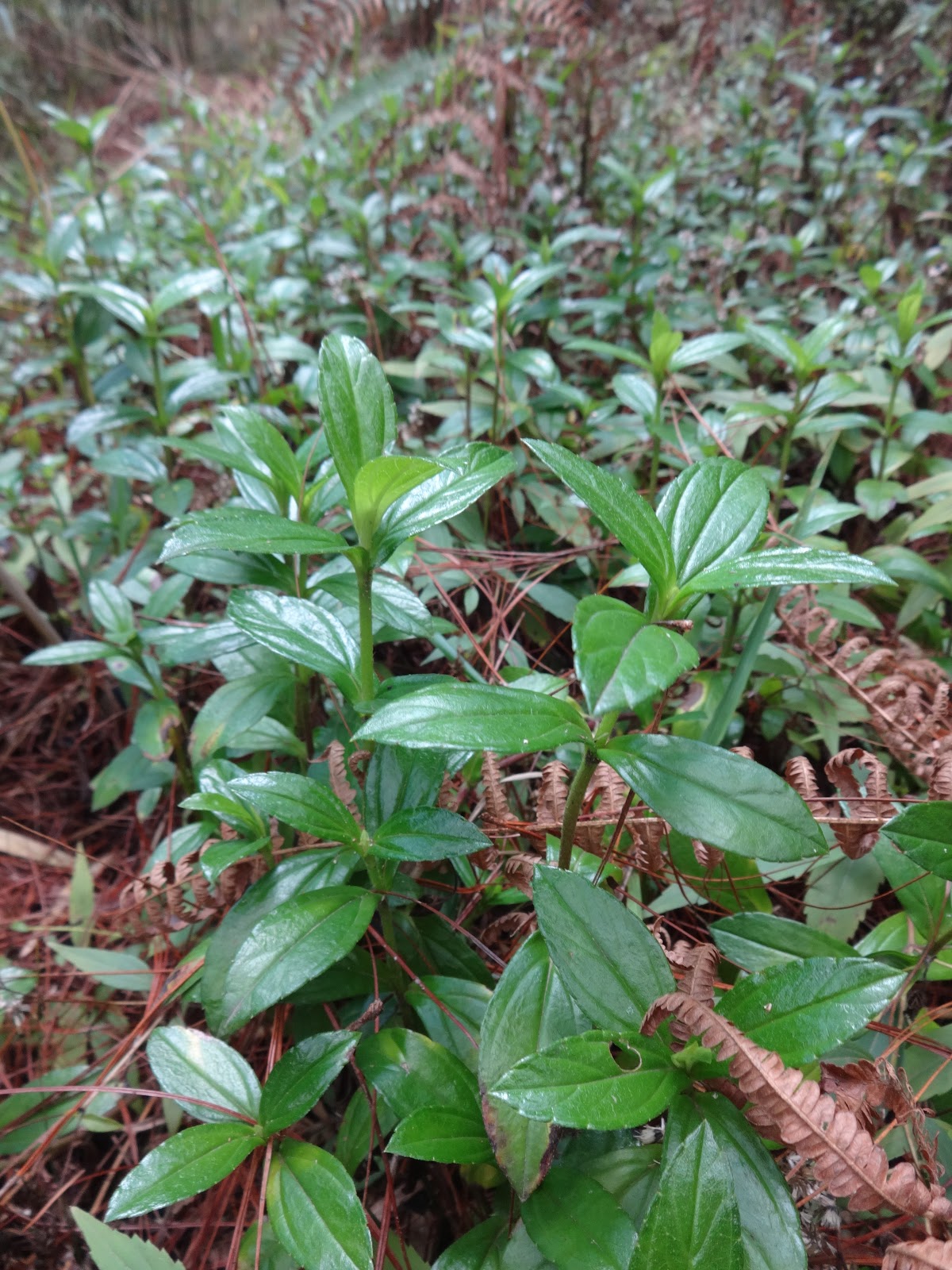 Herbs from Distant Lands: Wedelia - Wedelia chinensis - trilobata ...