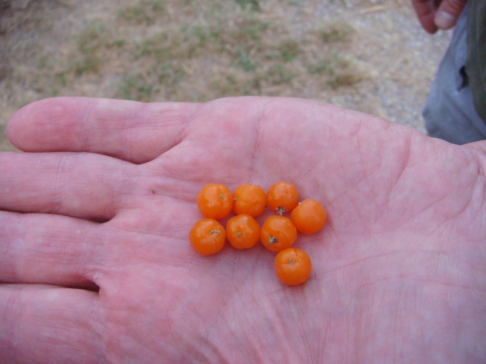 Woods Roamer: Granjeno: The Desert Hackberry