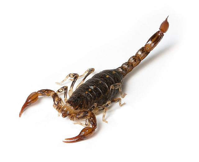 Real Monstrosities: Scorpion