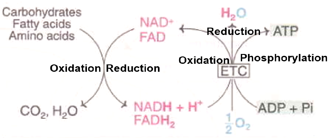Electron transport chain (ETC) and biological oxidation