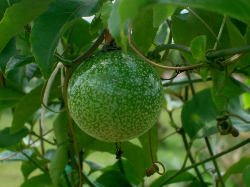 My little vegetable garden: Markisa, passion fruits update 1