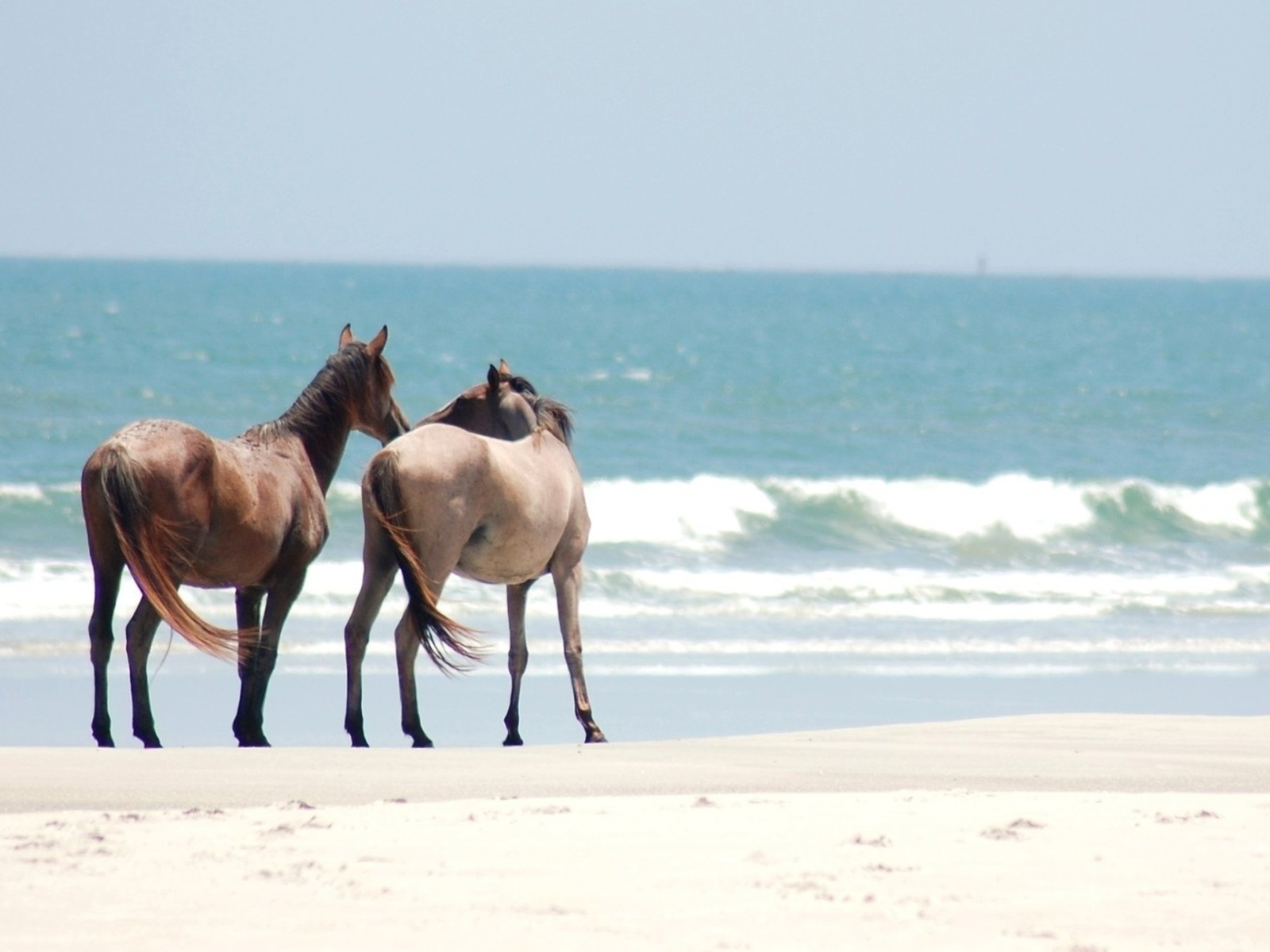 Fotos de imponentes caballos en praderas