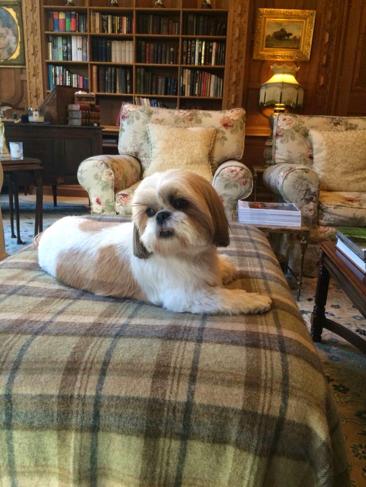 Nicolas de Pompadour: Of Dogs and Décor