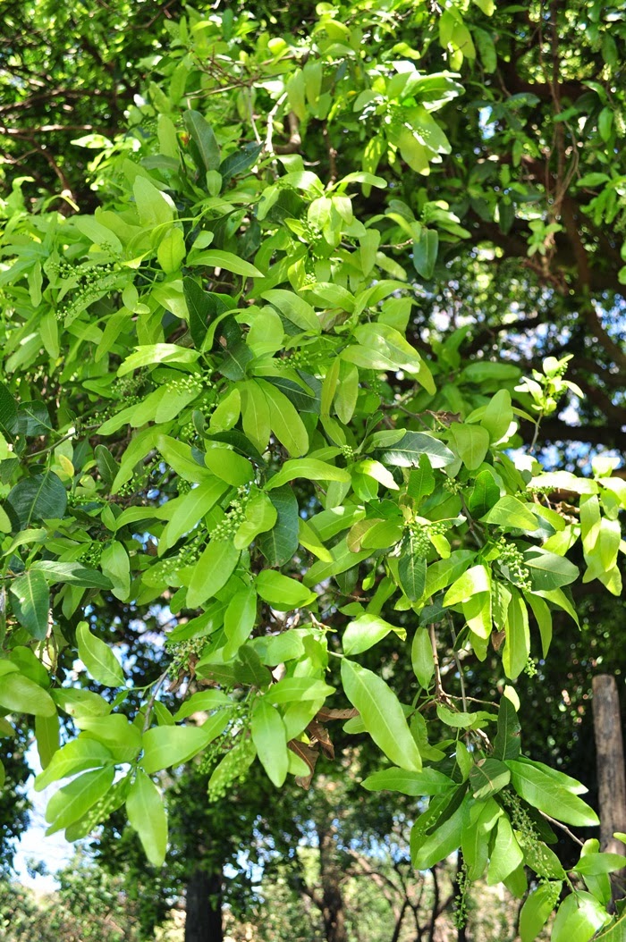 FLORA DE MISIONES Argentina: Melicoccus lepidopetalus Radlk.