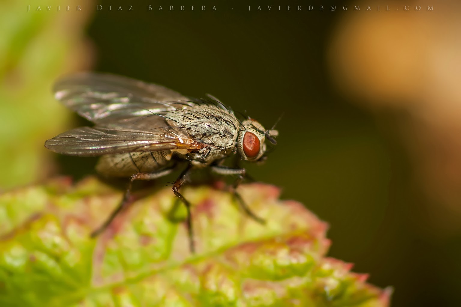 Bichos y plantas de León: Scathophagidae