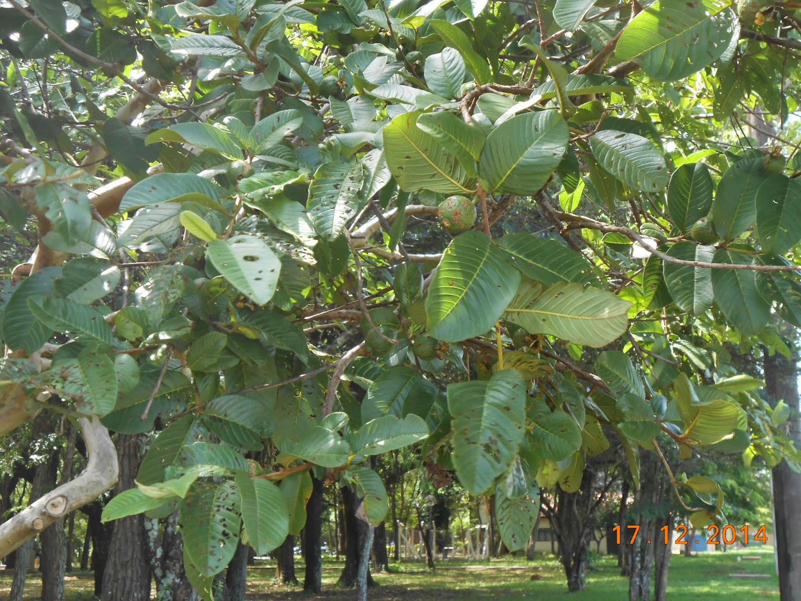 Árvores de Assis: Goiabeira